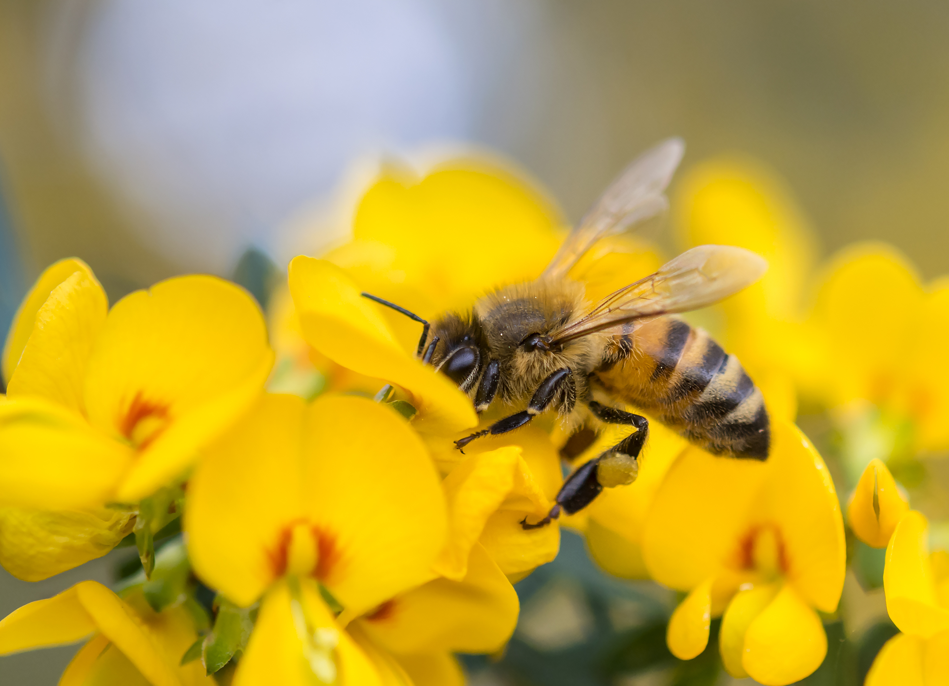 The Buzz on Pollinators | Kansas Farm Food