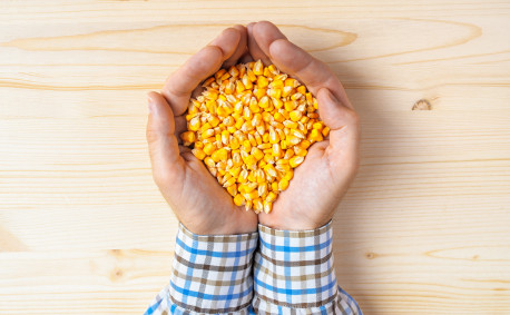 4 Things You Need to Know About GMOs | Kansas Farm Food